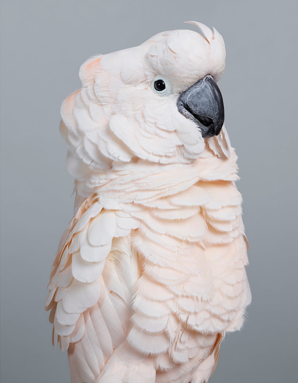 Ornithurae