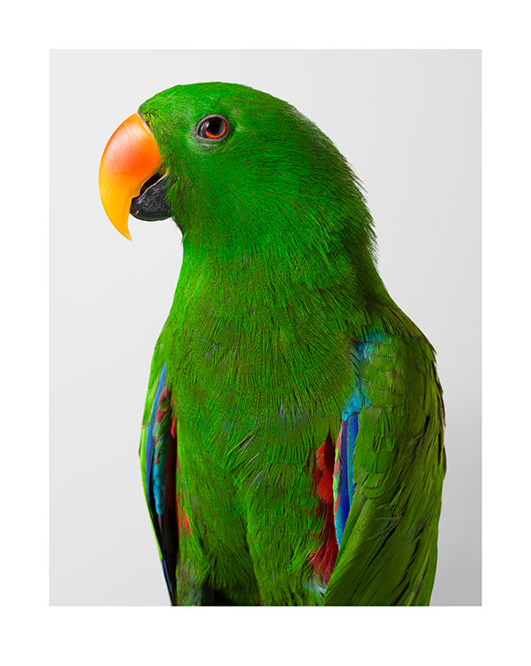 'Oscar' Eclectus Parrot