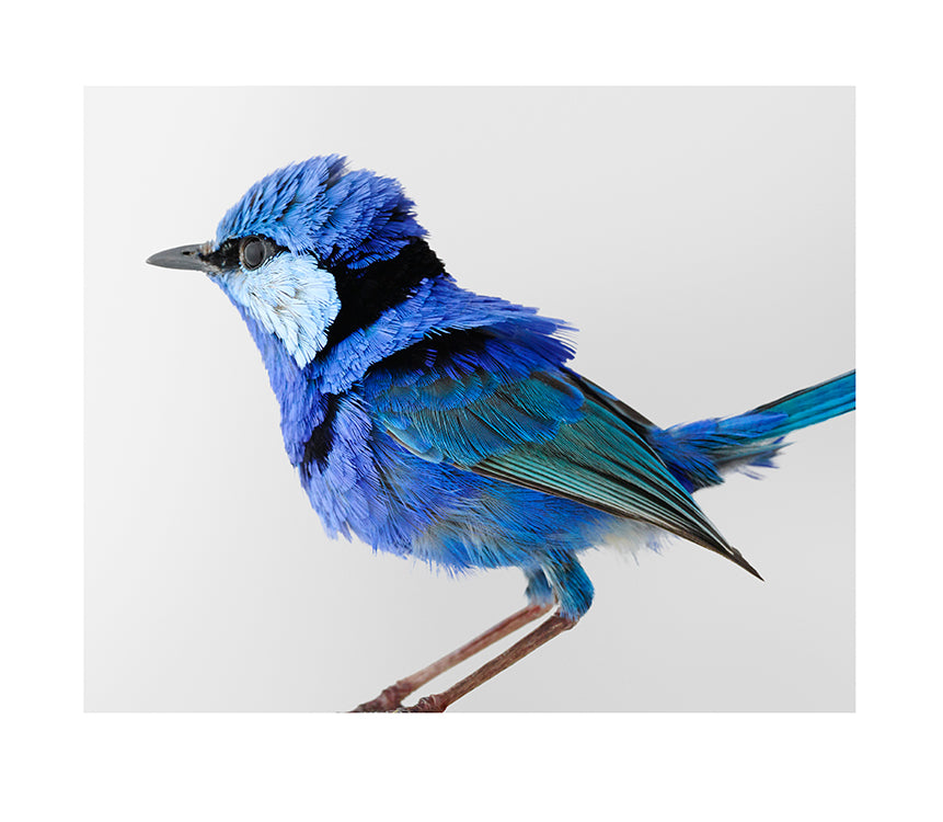 'Pepe' No.1 Splendid Fairywren