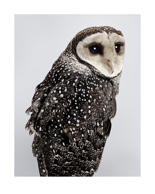 'Sooty' No.2 Lesser sooty owl