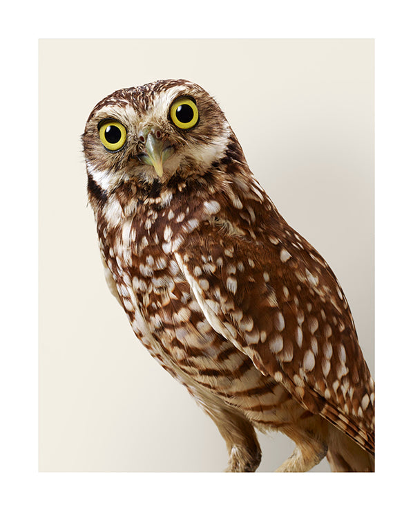 'Topper' Burrowing Owl