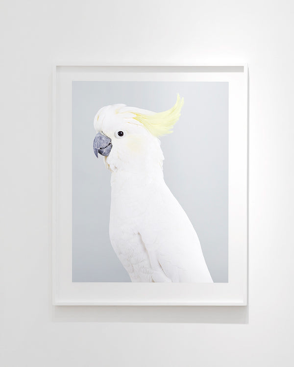 'Scratch' Sulphur crested cockatoo
