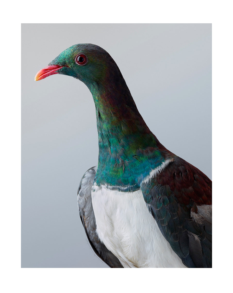Kererū No.2