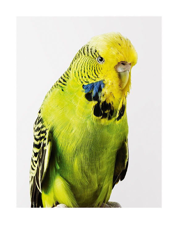 'Little Holly Squawkamole' Budgerigar
