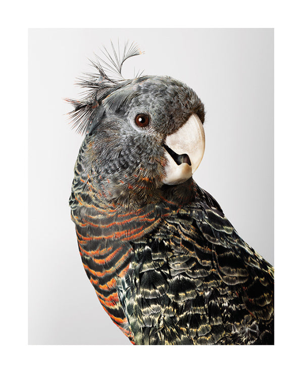 'Mrs Skyring' Gang-Gang cockatoo