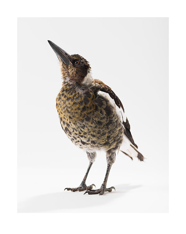 'Penguin' the Magpie No.2