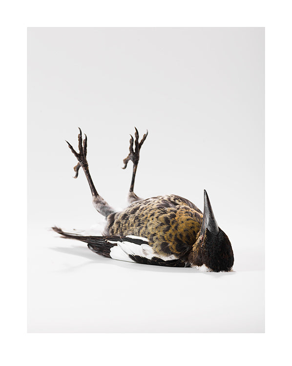 'Penguin' the Magpie No.3