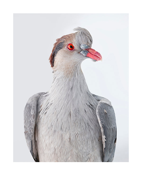 Topknot pigeon